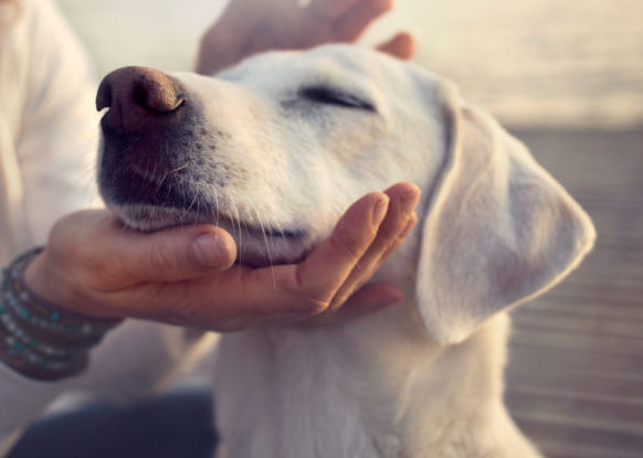 Caring for an Older Pet: Tips for Senior Animals - The Dog Wizard