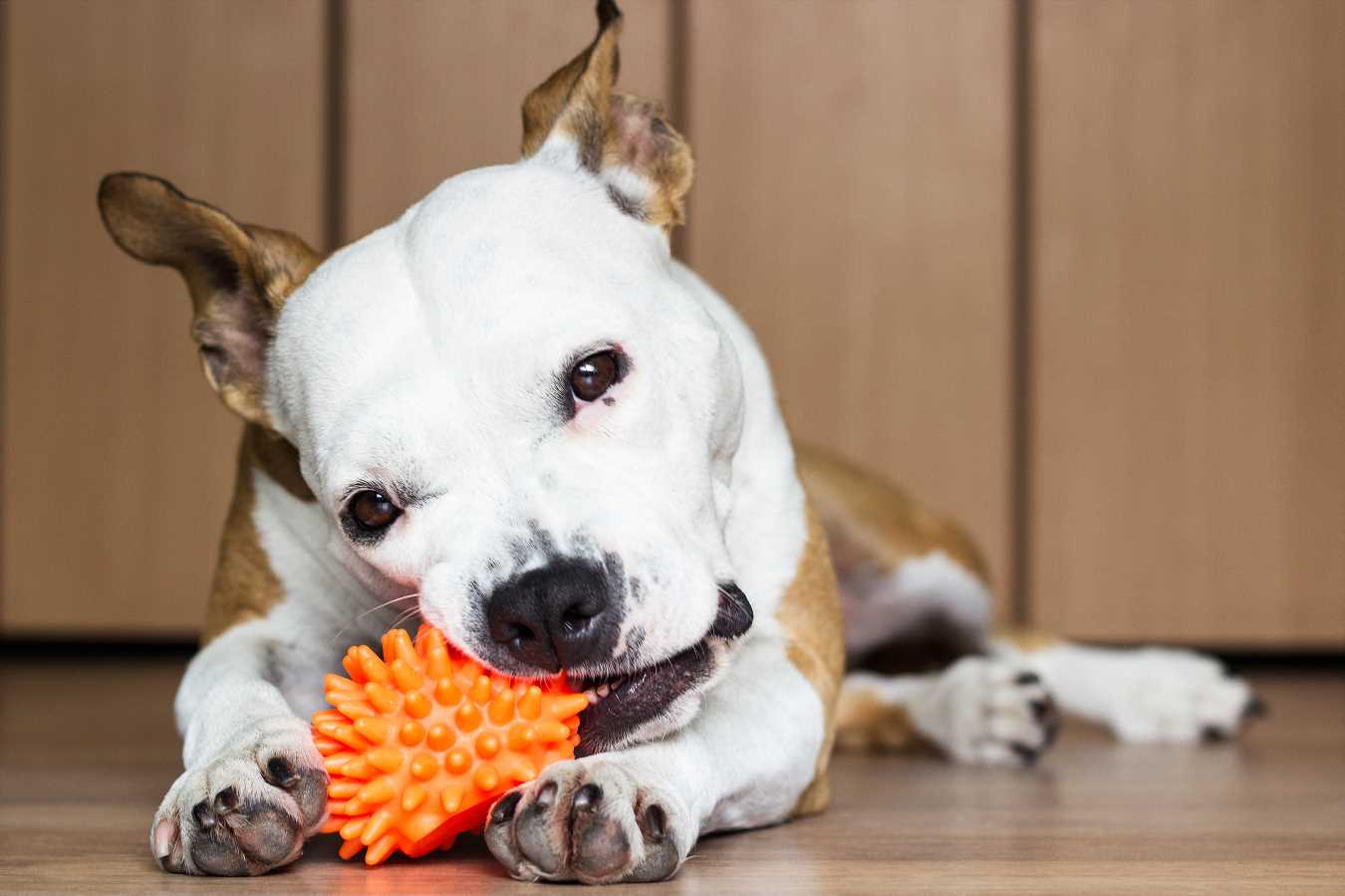 Why do Puppies Chew? Bad Behavior Prevention| The Dog Wizard