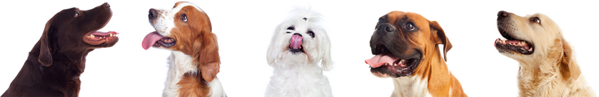 5 Tips on What to Do When Your Dog Runs Off | The Dog Wizard