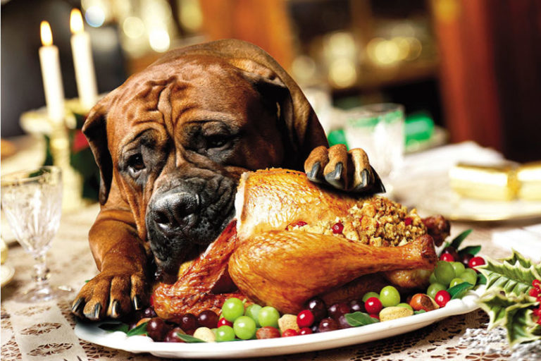 Thanksgiving Safety Tips for Dogs - The Dog Wizard