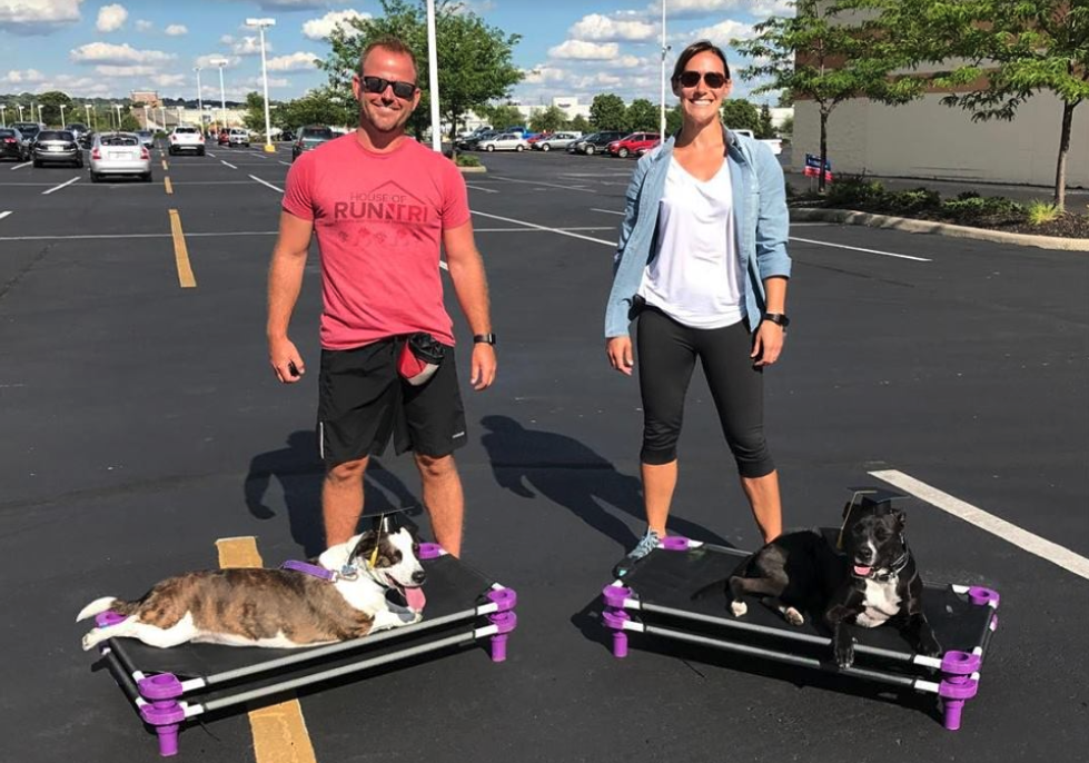 Find Dog Socialization Training - The Dog Wizard