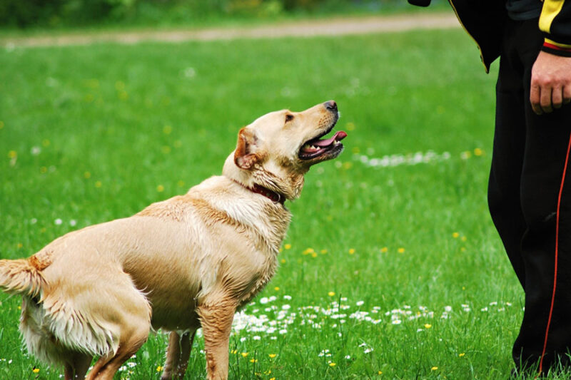 Find Dog Socialization Training - The Dog Wizard