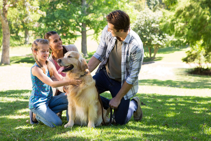 Find Dog Socialization Training - The Dog Wizard