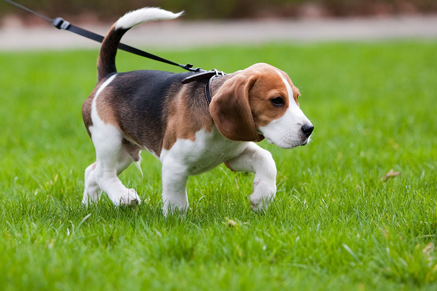 American Kennel Club AKC Dog Training | The Dog Wizard